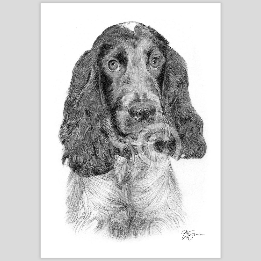 Cocker Spaniel Dog Pencil Drawing Print 2 Sizes Artwork Signed by ...