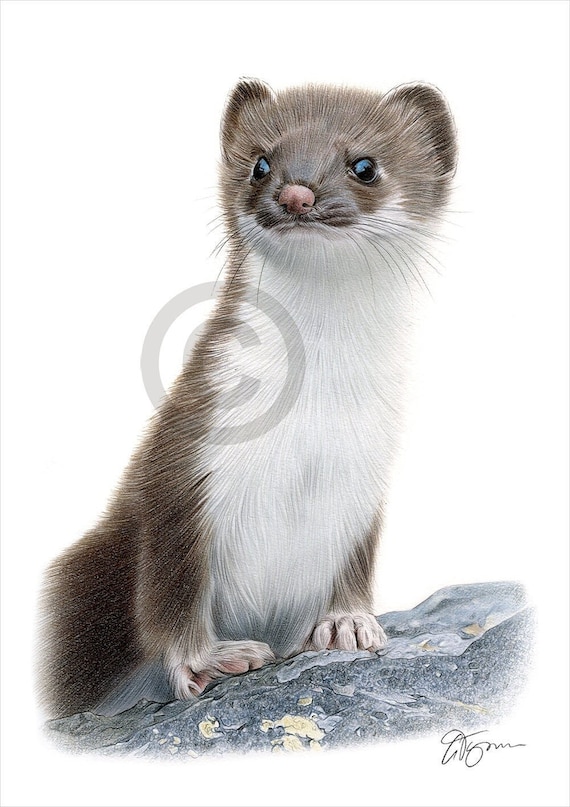 Weasel Drawing