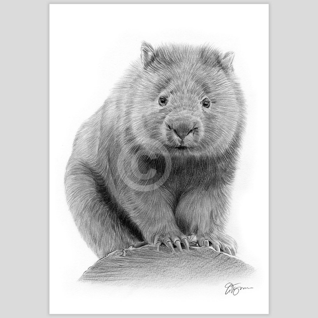 WOMBAT Pencil Drawing Print - Wildlife Portrait - Artwork Signed by ...