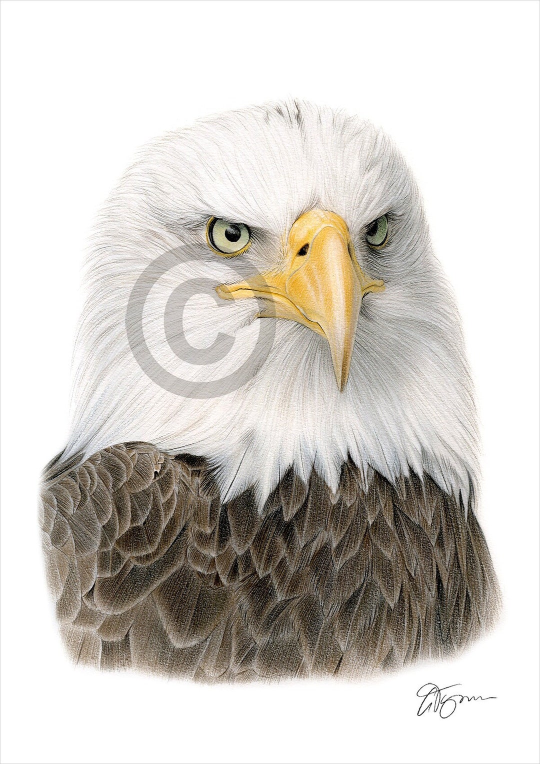 Bald Eagle Color Pencil Drawing Print Bird Art Artwork - Etsy