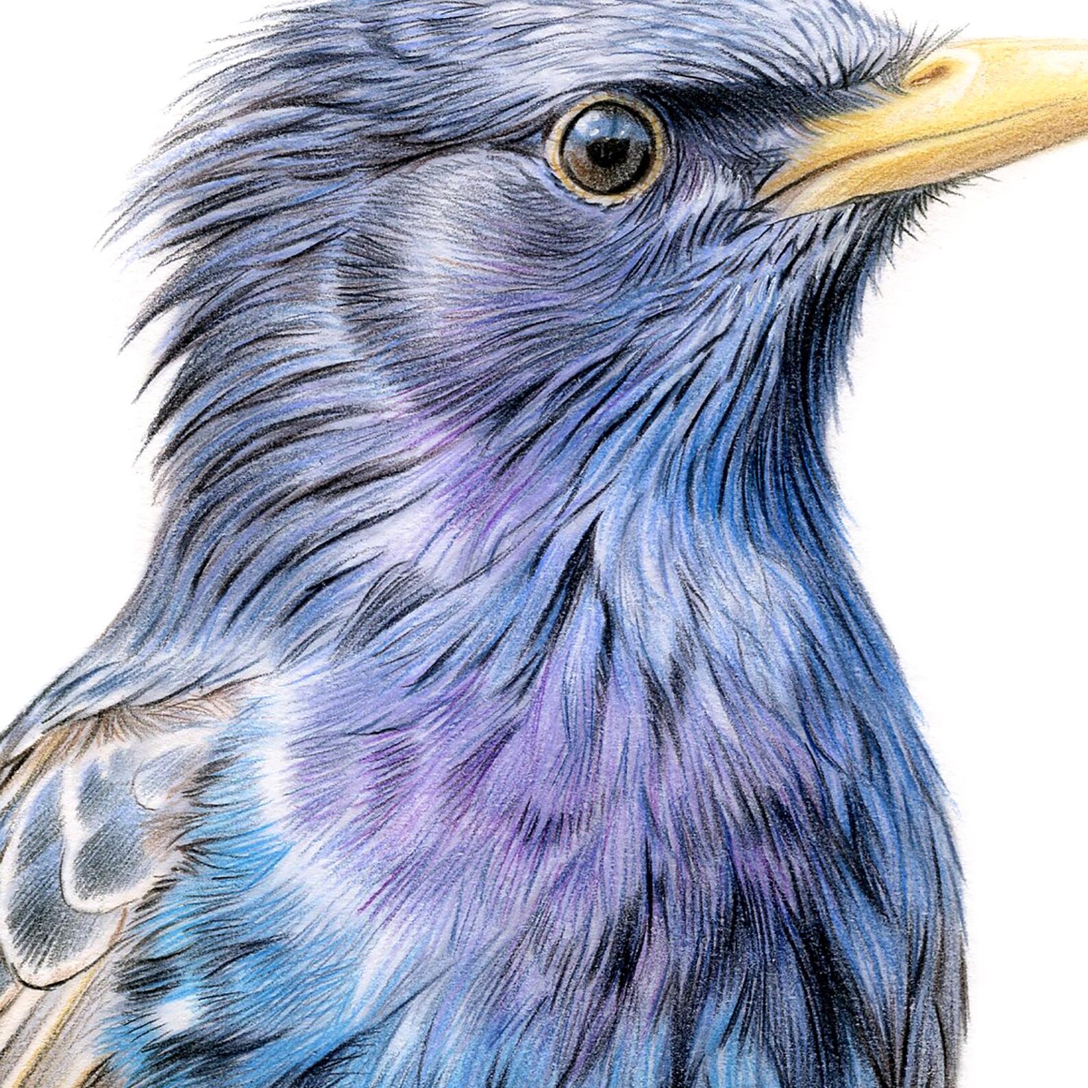 Pencil Drawing Artwork of a Starling Bird - Colour Art Print - Signed ...