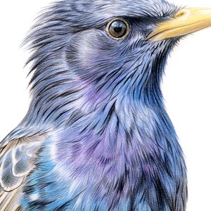 Pencil Drawing Artwork of a Starling Bird - Colour Art Print - Signed ...