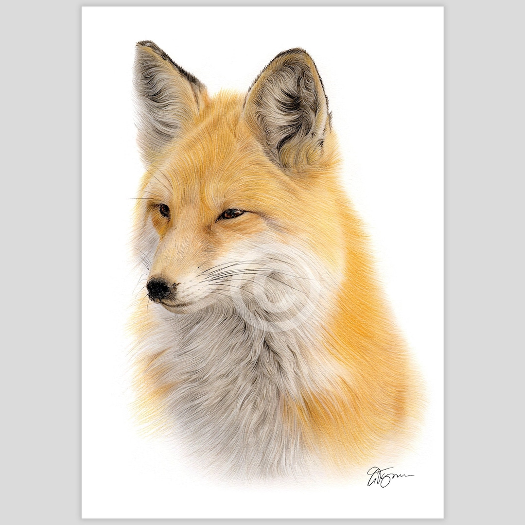 Red Fox - Color Pencil Drawing Print - Wildlife Illustration - Artwork ...