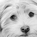 Digital Download - Pencil Drawing of a Havanese - Artwork by UK Artist ...
