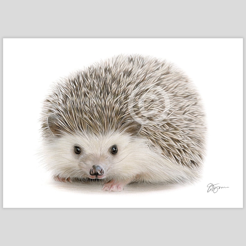 Hedgehog Art Print – Signed Limited Edition Color Pencil Drawing - Etsy UK