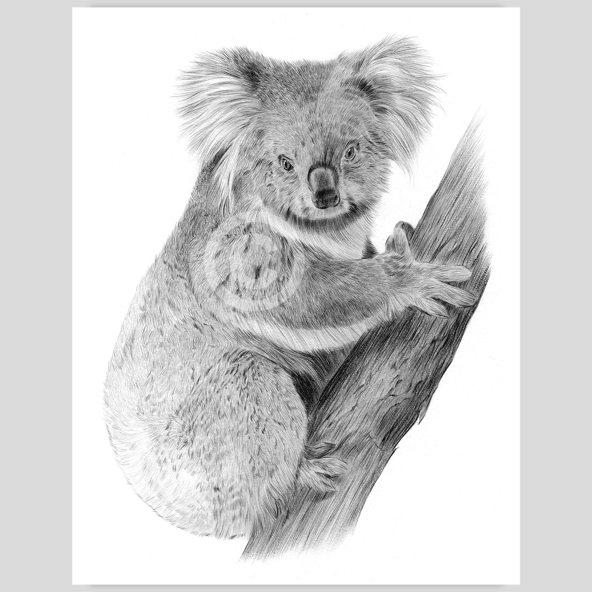 Koala Bear Pencil Drawing – Wildlife Portrait, Animal Art (digital ...