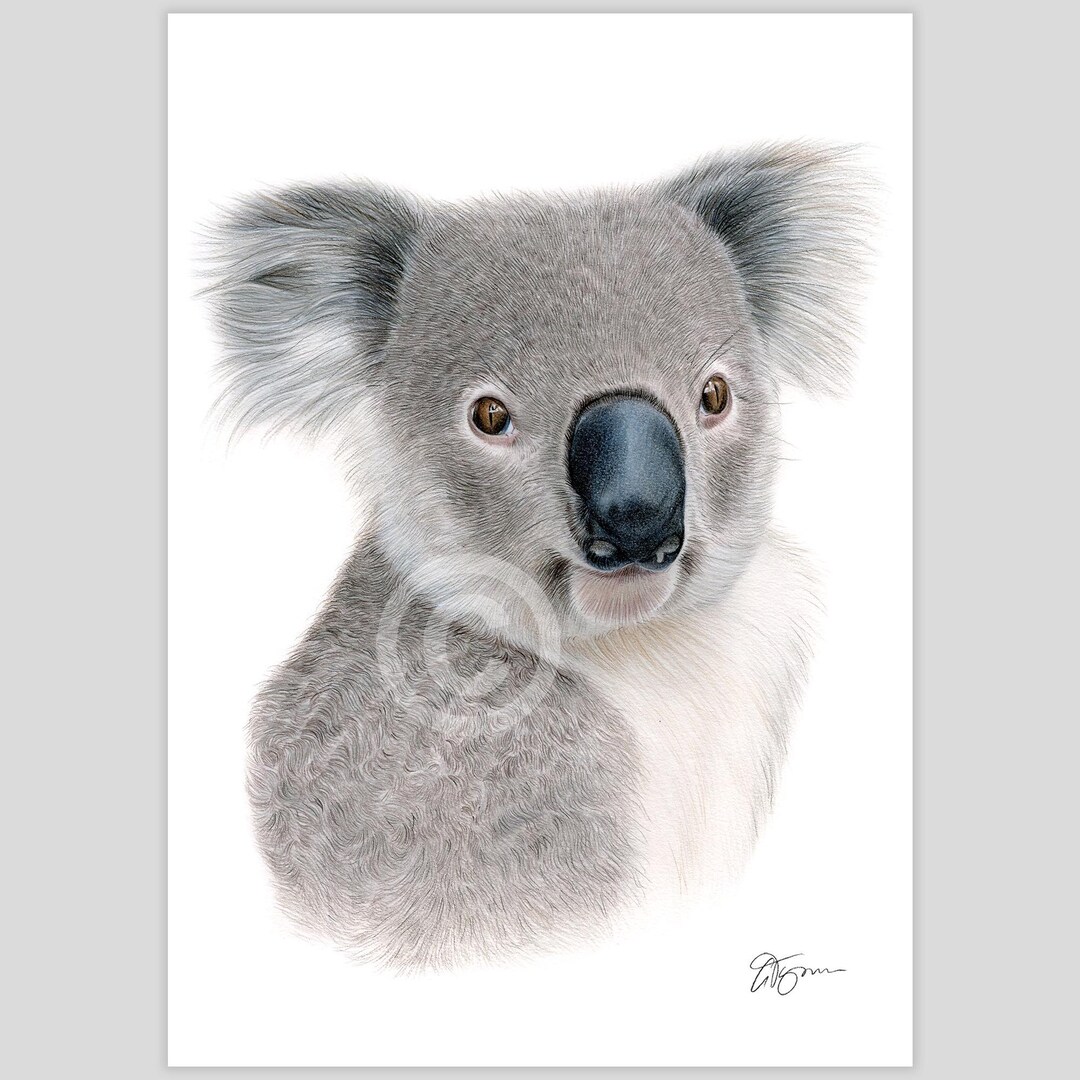 Koala | Color Pencil Drawing Print | Artwork Signed by Artist G Tymon ...