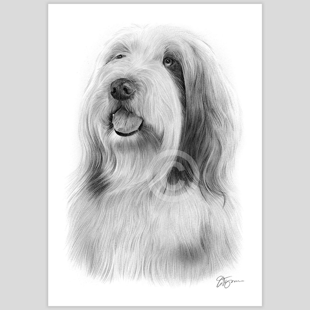 Bearded Collie Dog | Pencil Drawing Print | Artwork Signed by Artist G ...