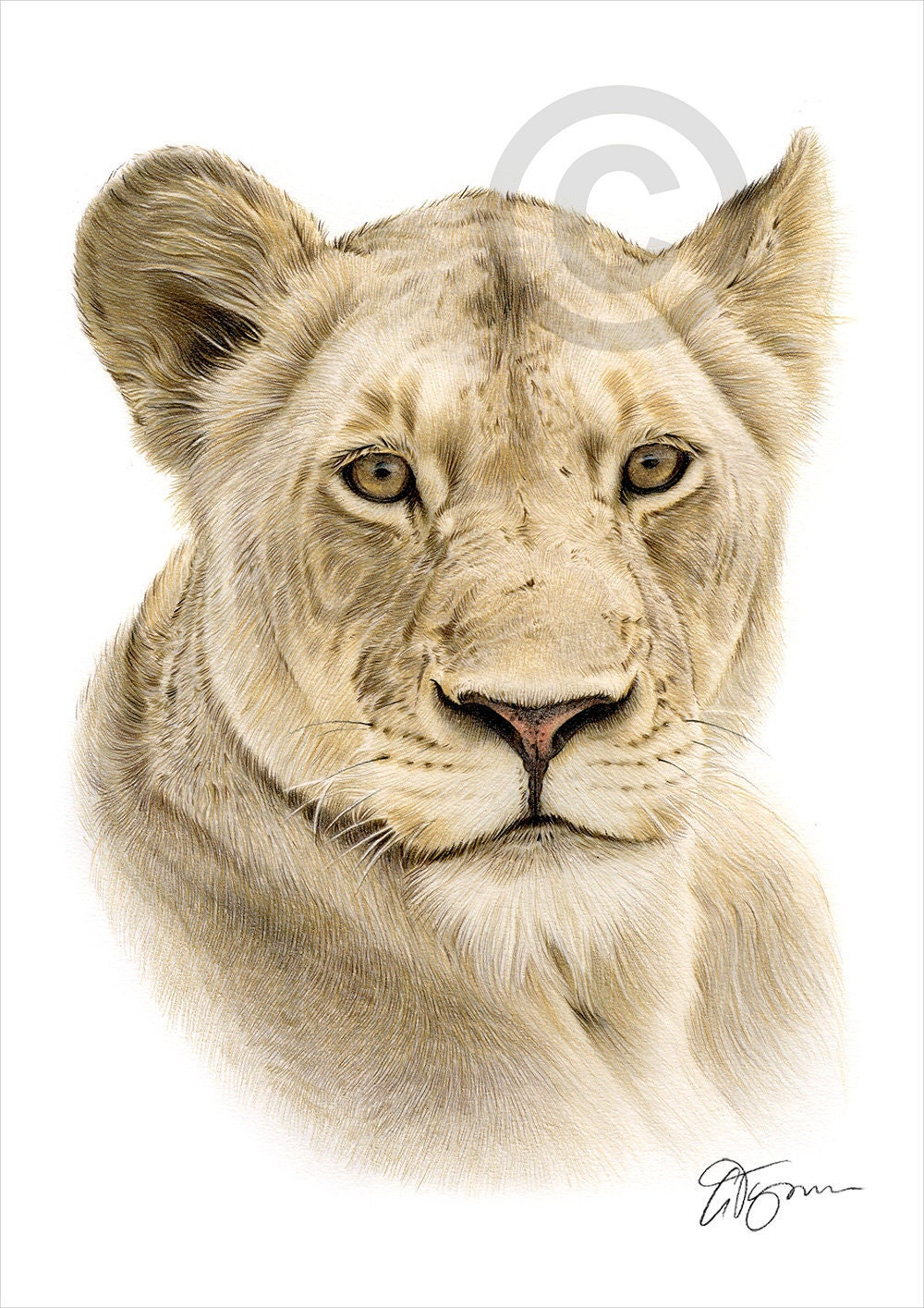 Realistic Lioness Drawing