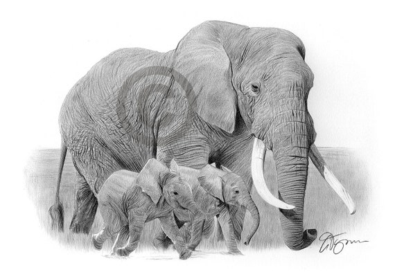 African Forest Elephant Drawing