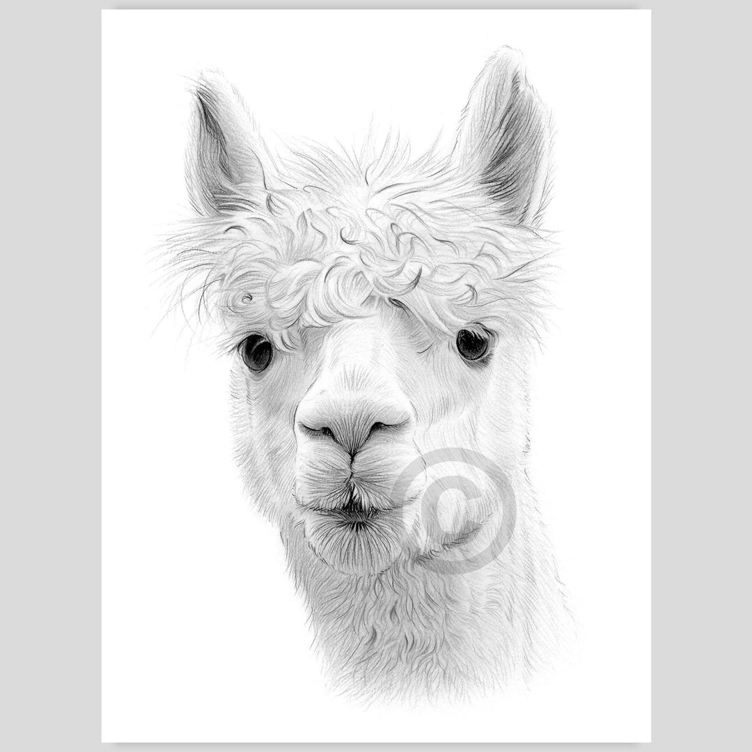 Pencil Drawing of an Alpaca - Instant Digital Download - Artwork by UK ...
