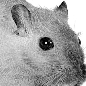 Mouse Pencil Drawing - Instant Digital Download - Artwork by UK Artist ...