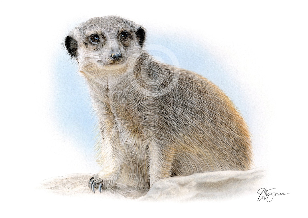 Young Meerkat Color Pencil Drawing Print Wildlife Art Artwork Signed by ...