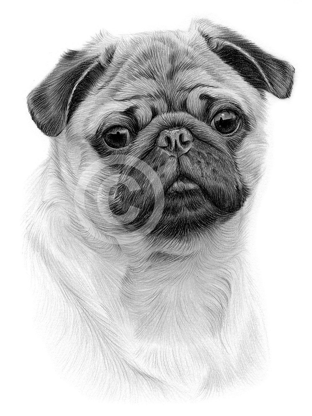 Digital Download Pencil Drawing of a Pug Toy Dog Breed - Etsy