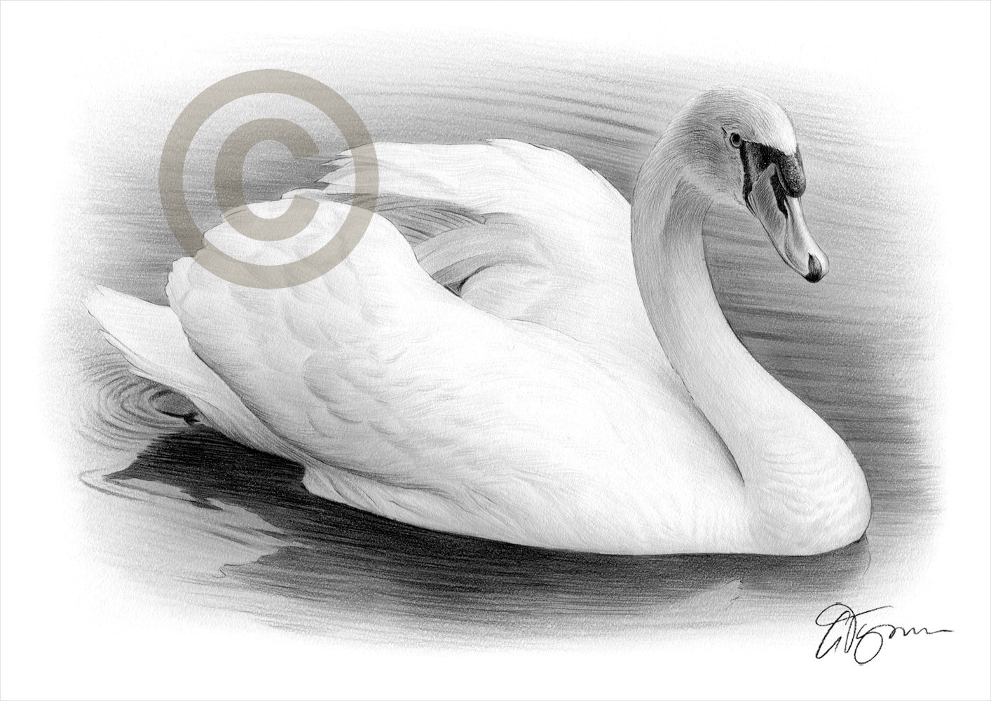 Swan Drawing