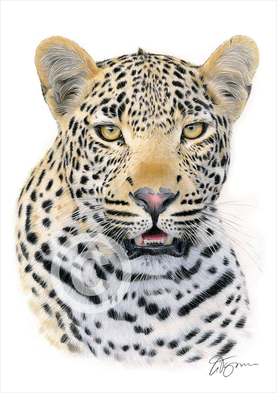 African Leopard Color Pencil Drawing Print Big Cat Art - Etsy