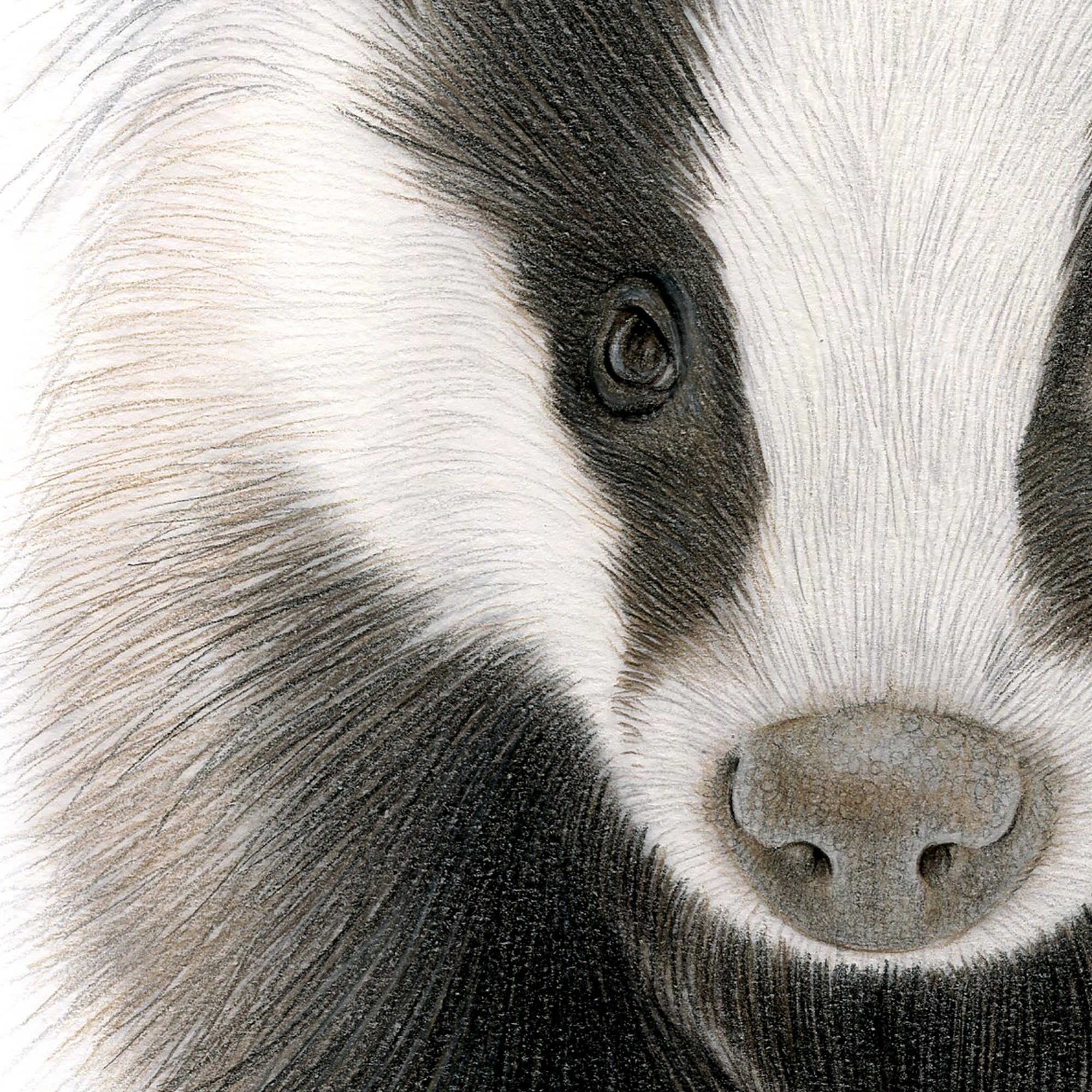 Badger - Color Pencil Drawing Print - Artwork Signed by UK Artist G ...