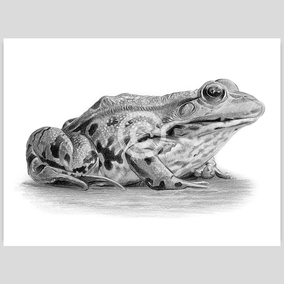 Frog Pencil Drawing – Wildlife Portrait, Animal Art (digital Download ...