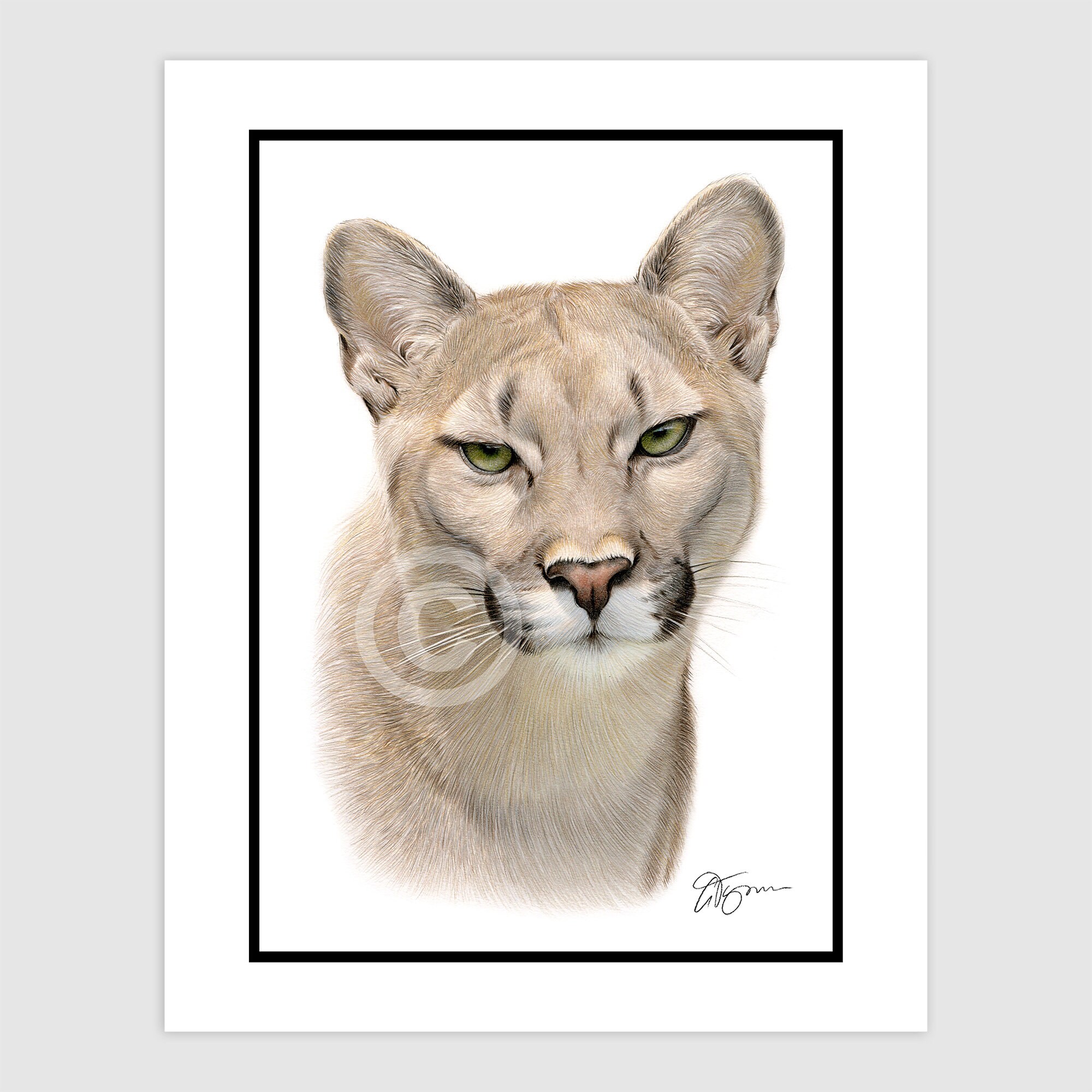 Cougar Face Drawing