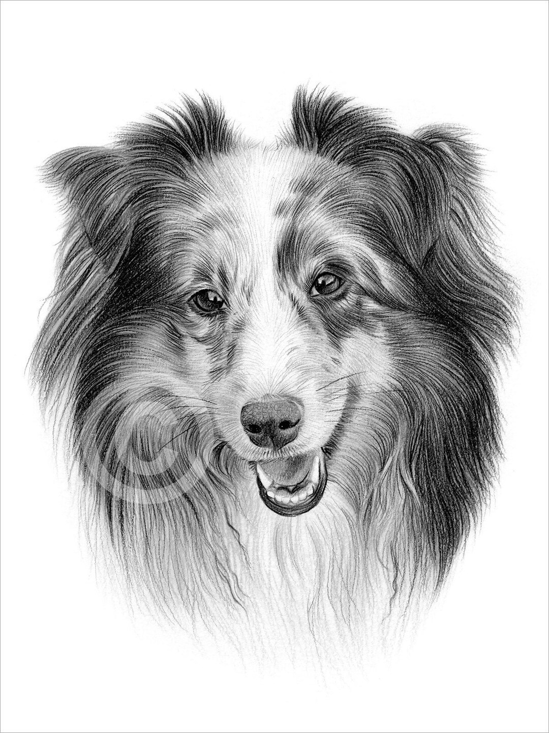Digital Download Blue Merle Shetland Sheepdog Pencil Drawing Artwork by ...