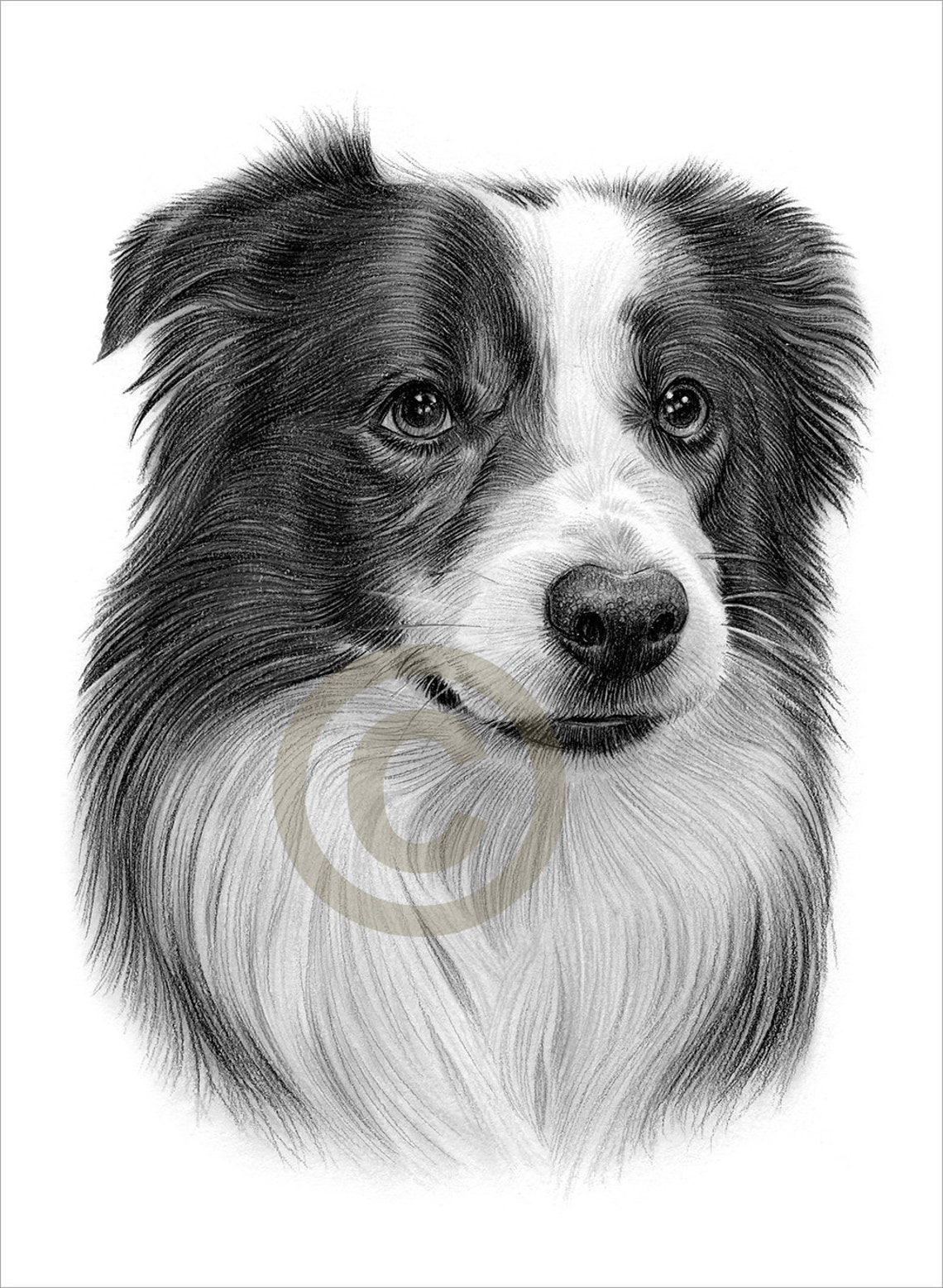 Digital Download Pencil Drawing of a Border Collie Artwork | Etsy