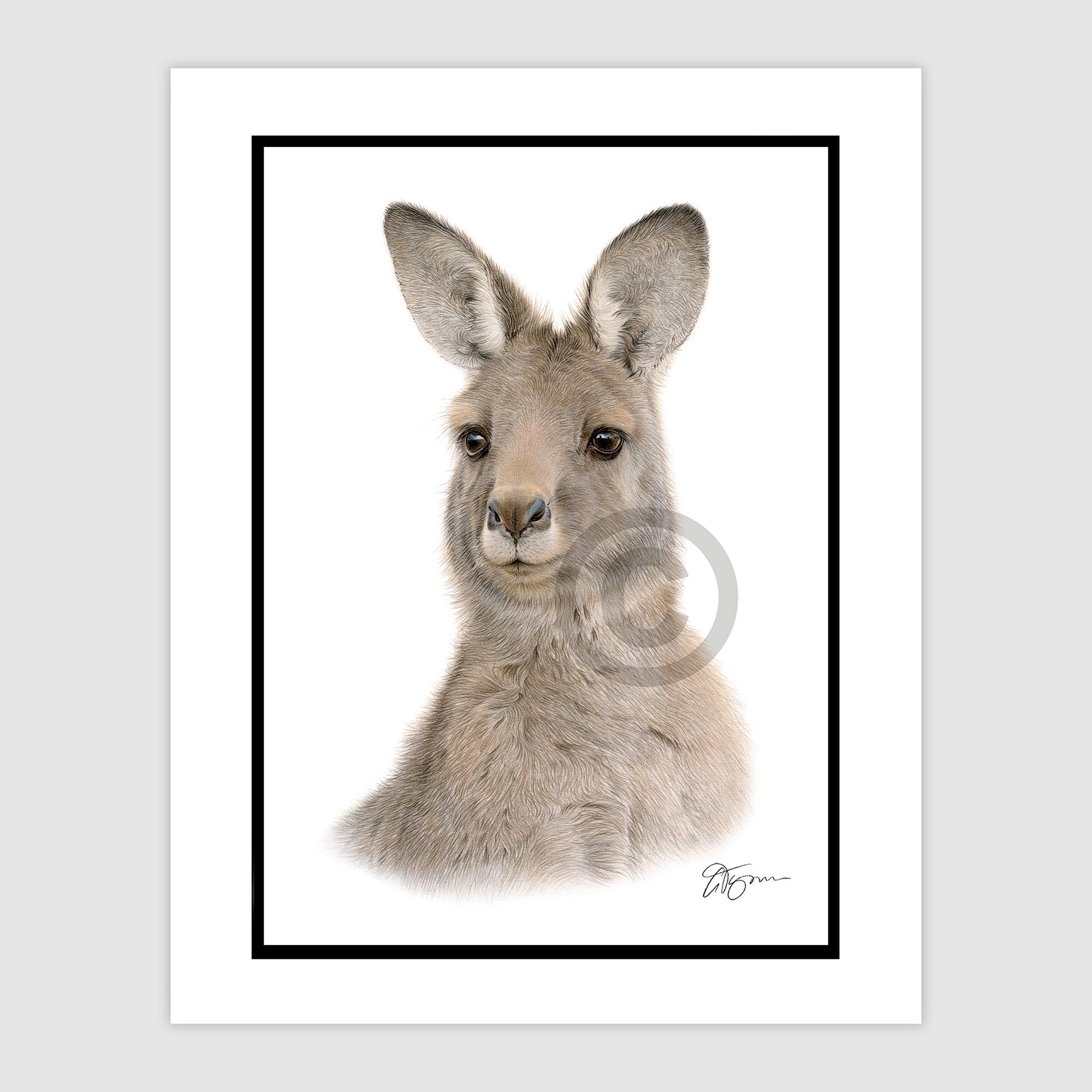 Realistic Kangaroo Drawing
