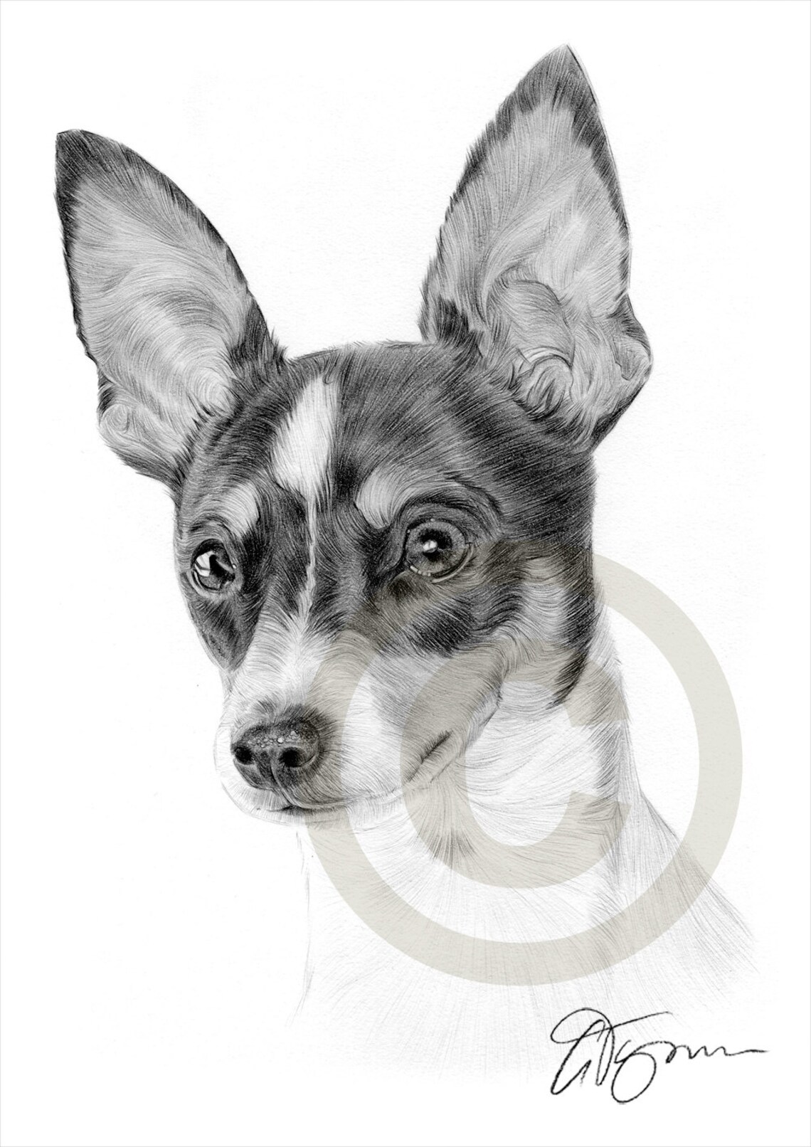 Toy Fox Terrier Pencil Drawing Print Artwork Signed by - Etsy