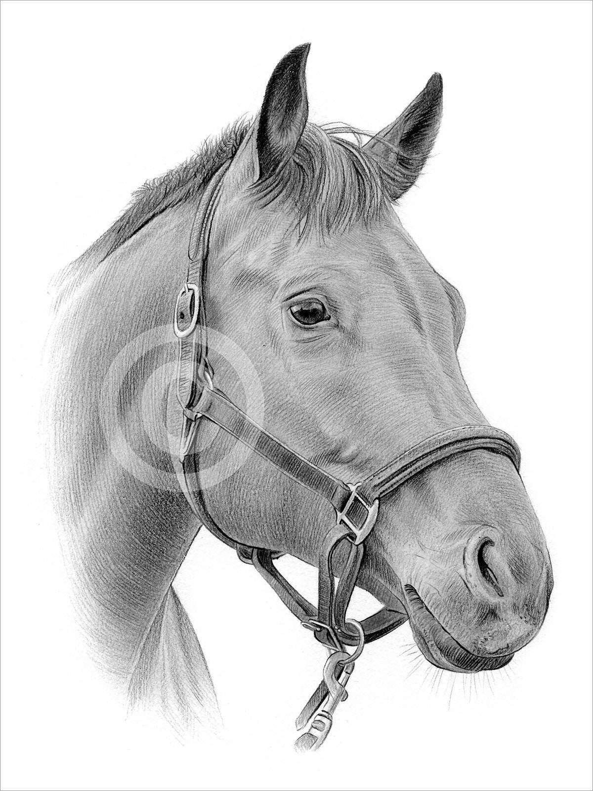 Realistic Horse Face Sketches