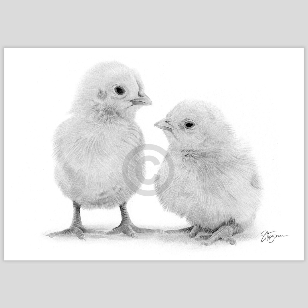 Chicks - Pencil Drawing Print - Artwork Signed by Artist G Tymon - A4 ...