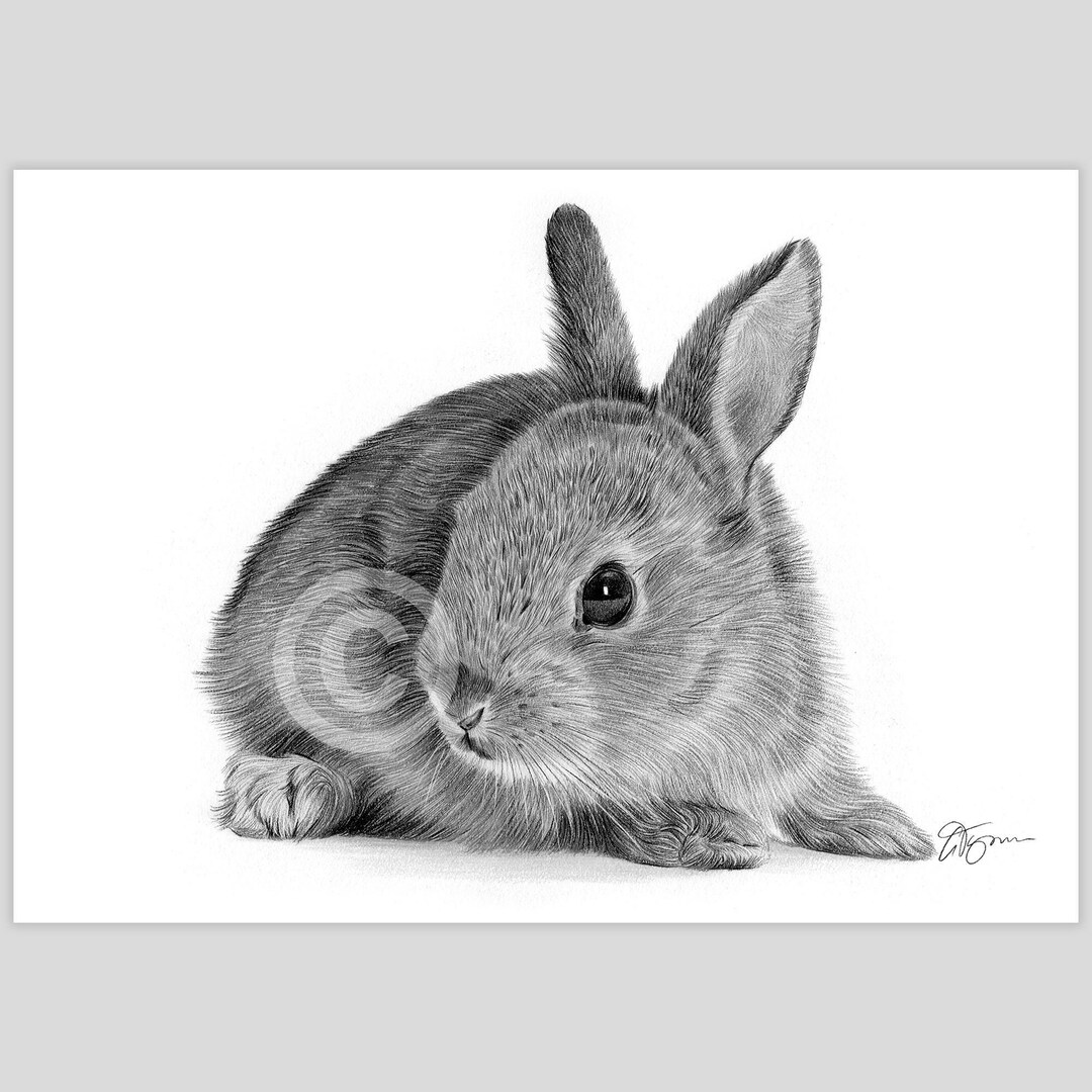 Rabbit Pencil Drawing Print - Wildlife Art - Artwork Signed by Artist ...