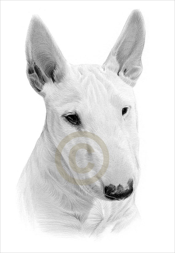 Bull Terrier Drawings