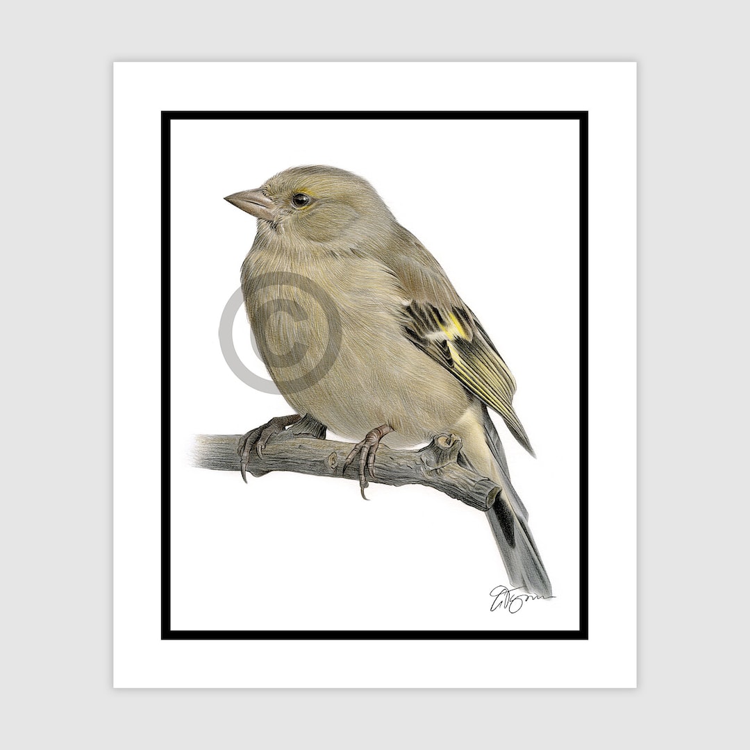CHAFFINCH Female - Original Colour Pencil Drawing - Portrait Size 10" X ...