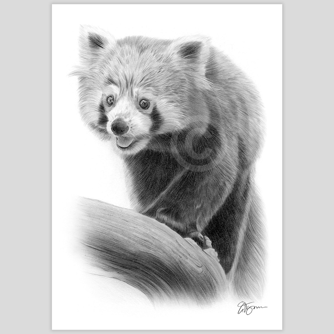 Red Panda Pencil Drawing Print | Artwork Signed by Artist G Tymon | 2 ...