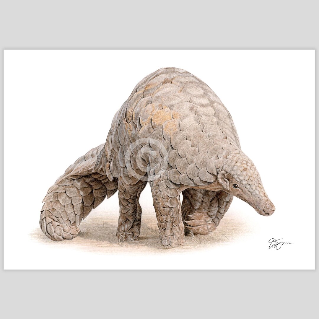Pangolin Watercolour Artwork | Colour Pencil Drawing Print | Signed by ...