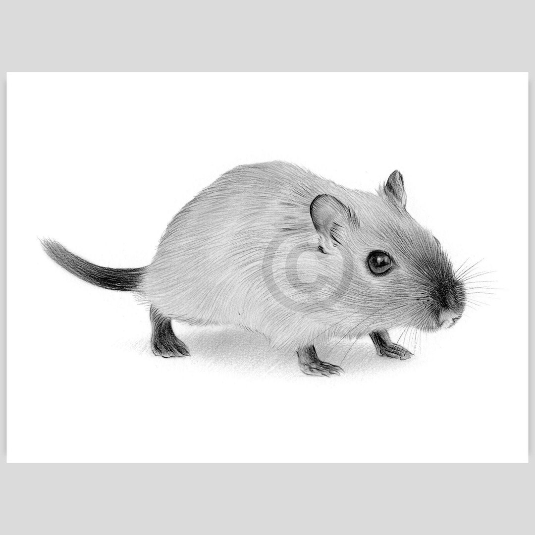 Digital Download - Pencil Drawing of a Mouse - Artwork by UK Artist ...
