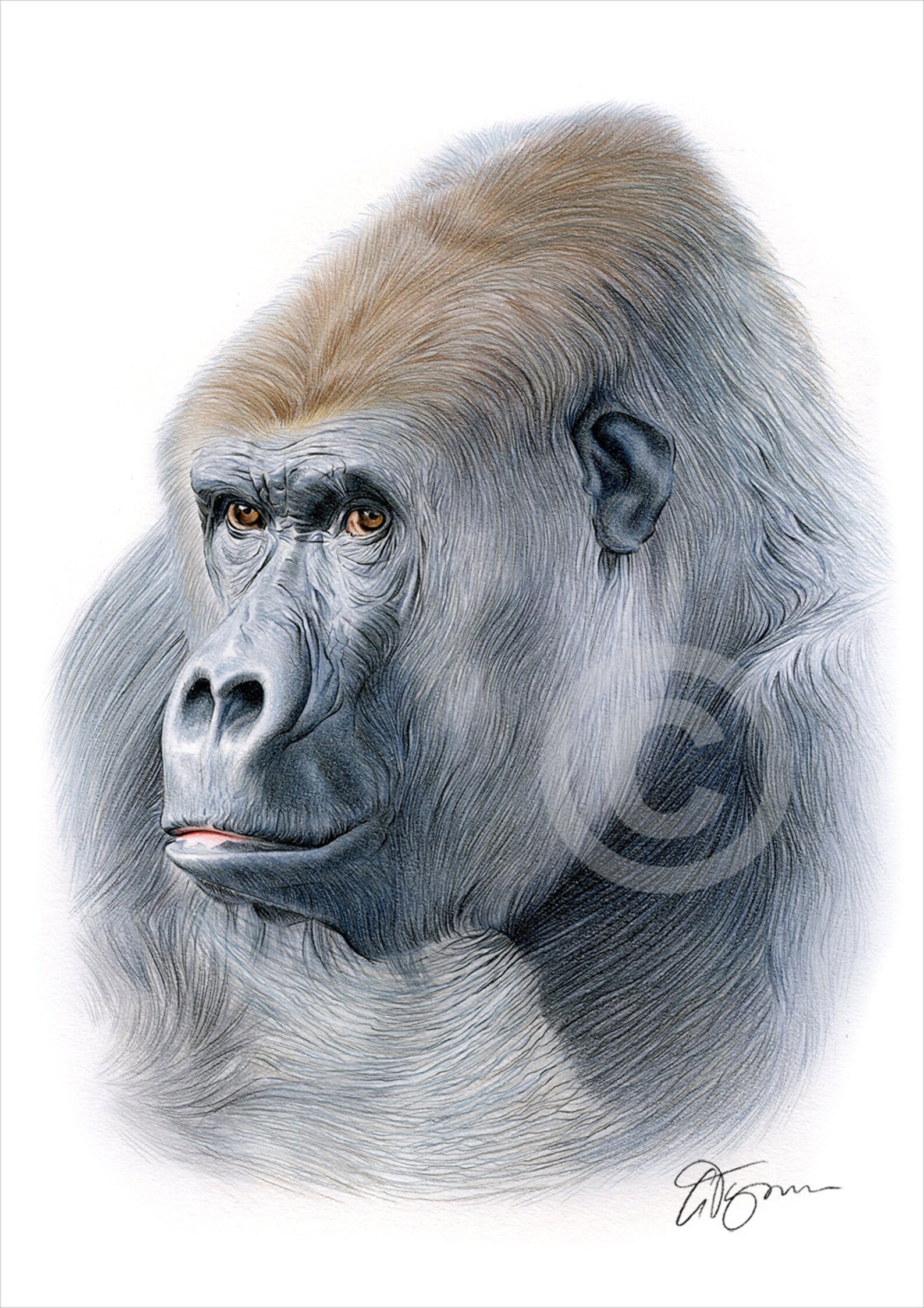 Mountain Gorilla Color Pencil Drawing Print Silverback Artwork Signed ...
