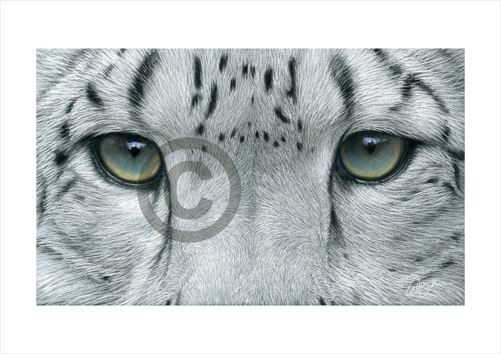 Snow Leopard Eye Close Up