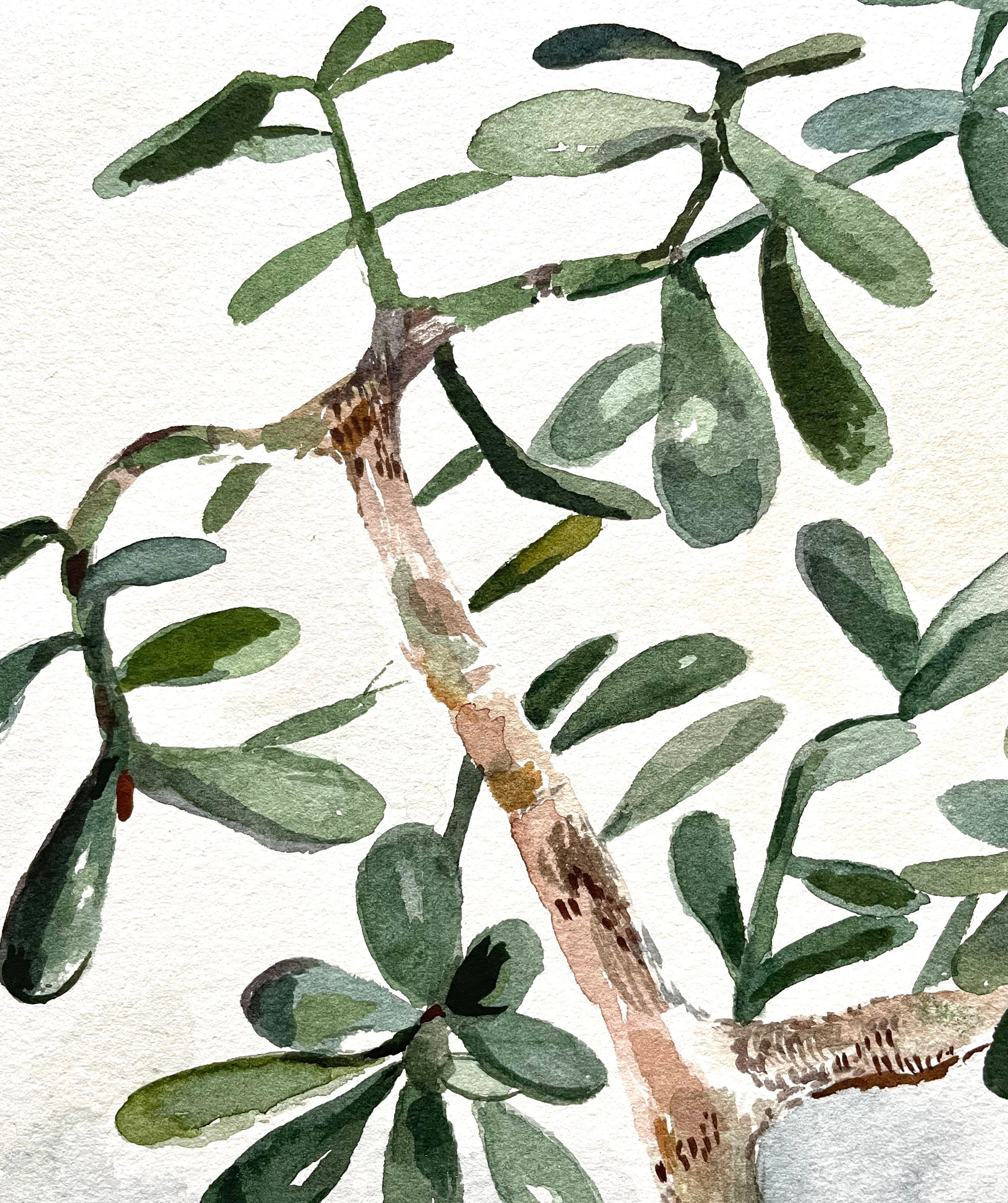 Jade Plant - Plant Watercolor - Original Wall Art - Jade Plant Wall Art ...