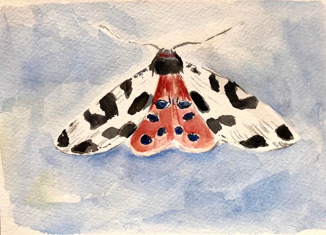 original artwork Illustrated garden moth Art & Collectibles Painting ...