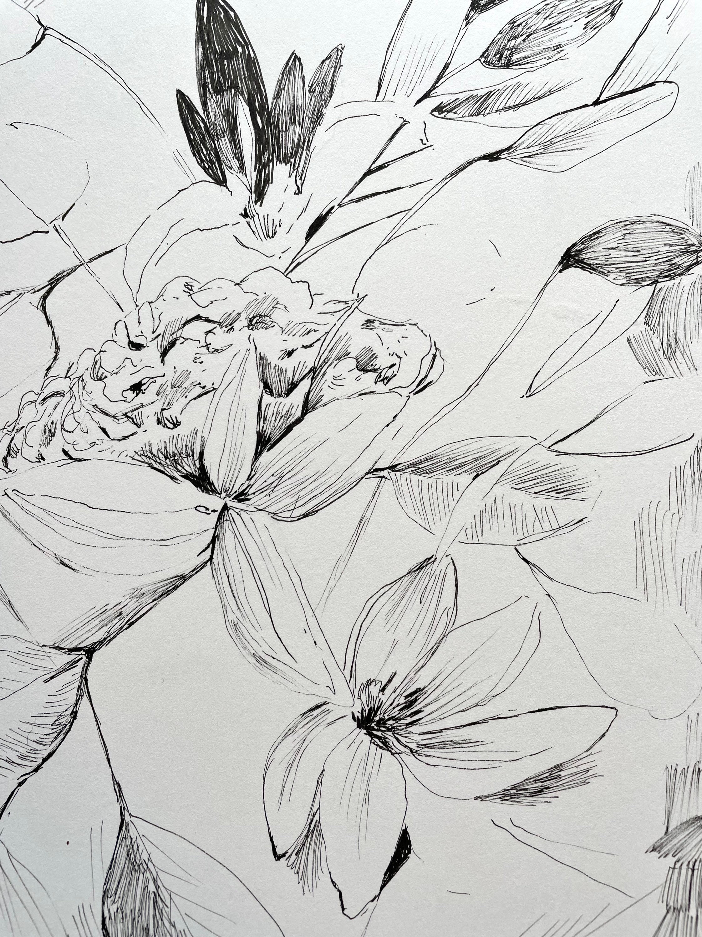 Ink Drawing Original Ink Art Botanical Ink Art Black and White Art ...
