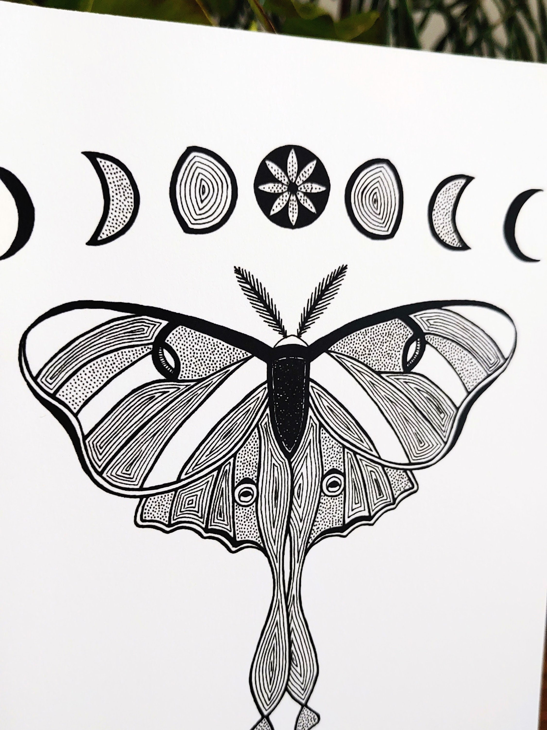 Pen and Ink / Black and White / Zentangle / Luna Moth Blank Card - Etsy