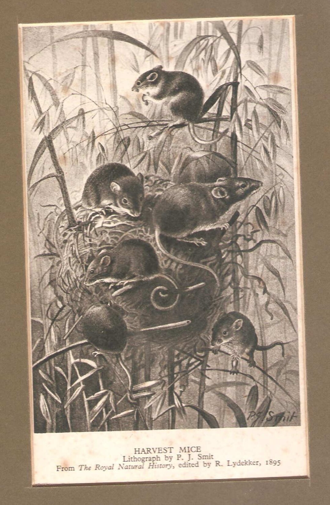 Harvest Mice by P J Smit 1885 Antique Illustration Mounted - Etsy