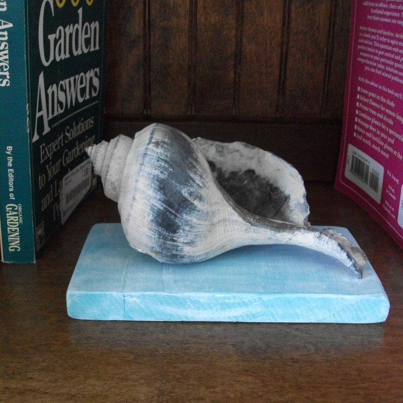 Conch Shell Art - Etsy