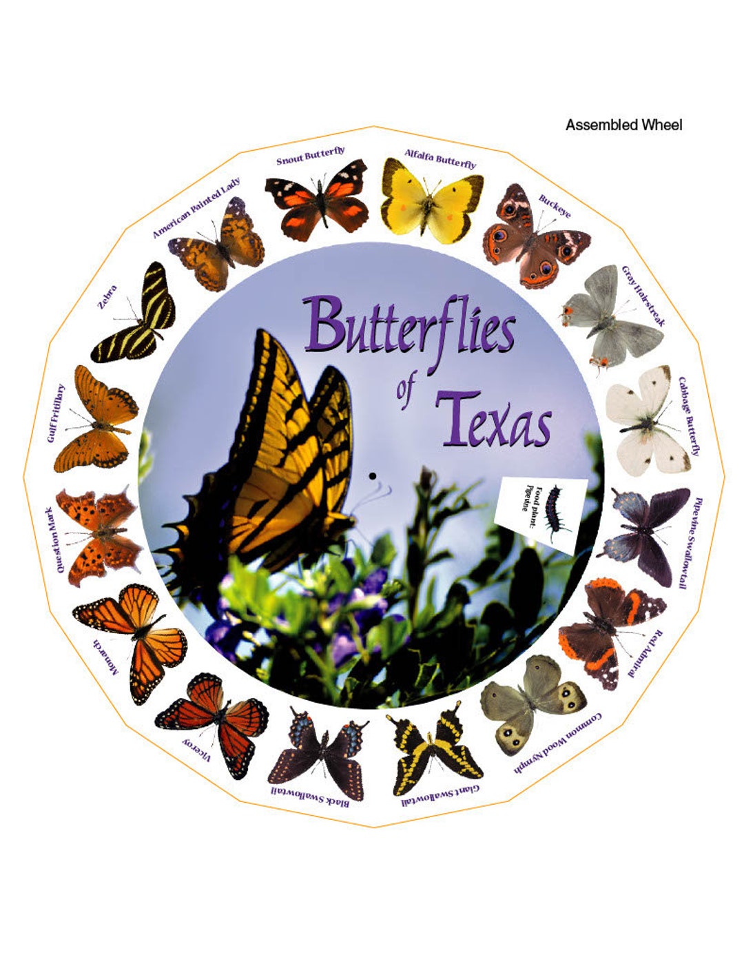 Vintage Butterflies of Texas Identification Wheel & Information Most ...