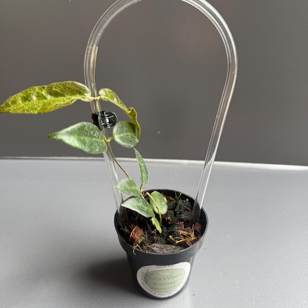 Hoya Patella Pink Climbing Wax Plant - Etsy