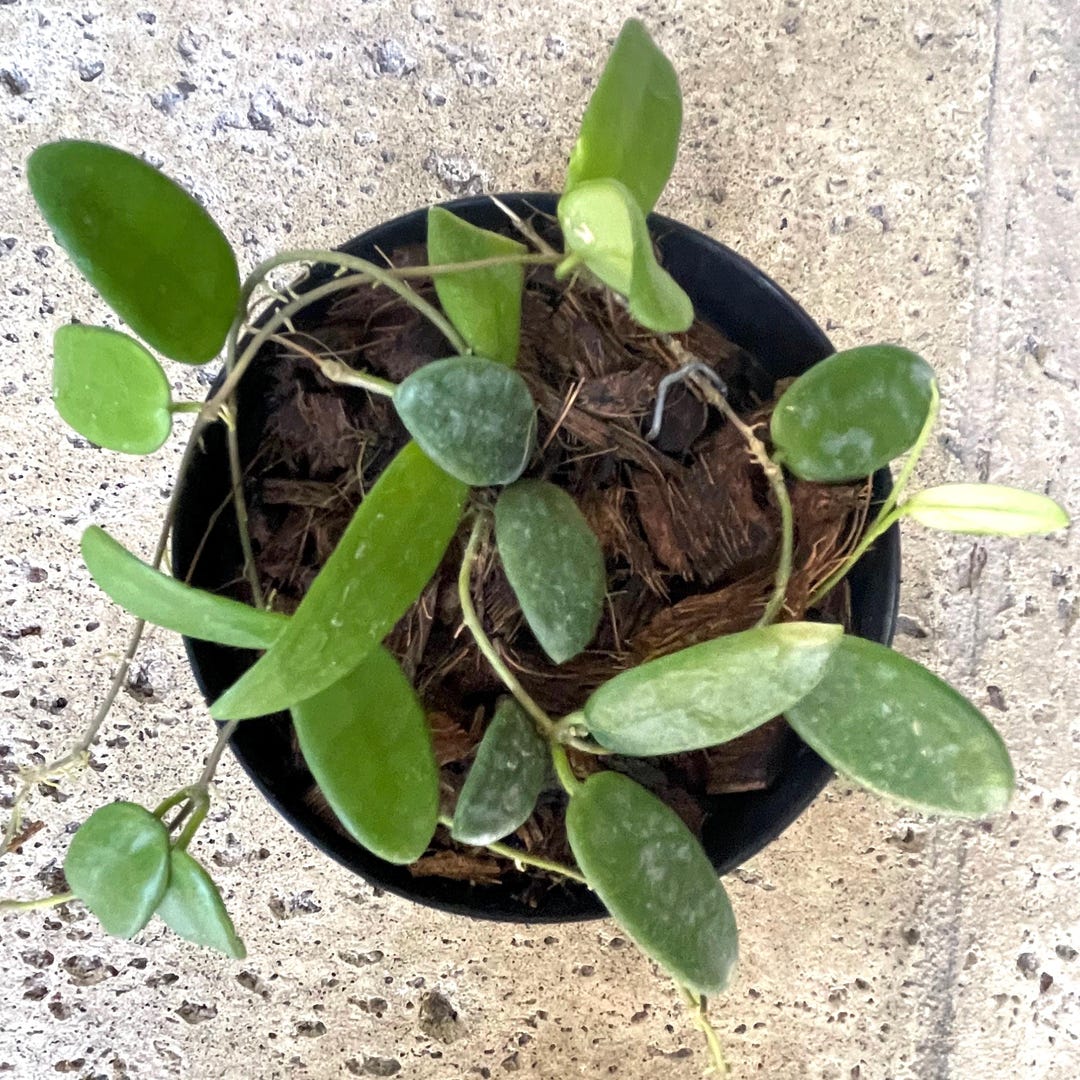 Hoya Lyi Vining Plant in 4 In. Pot - Etsy