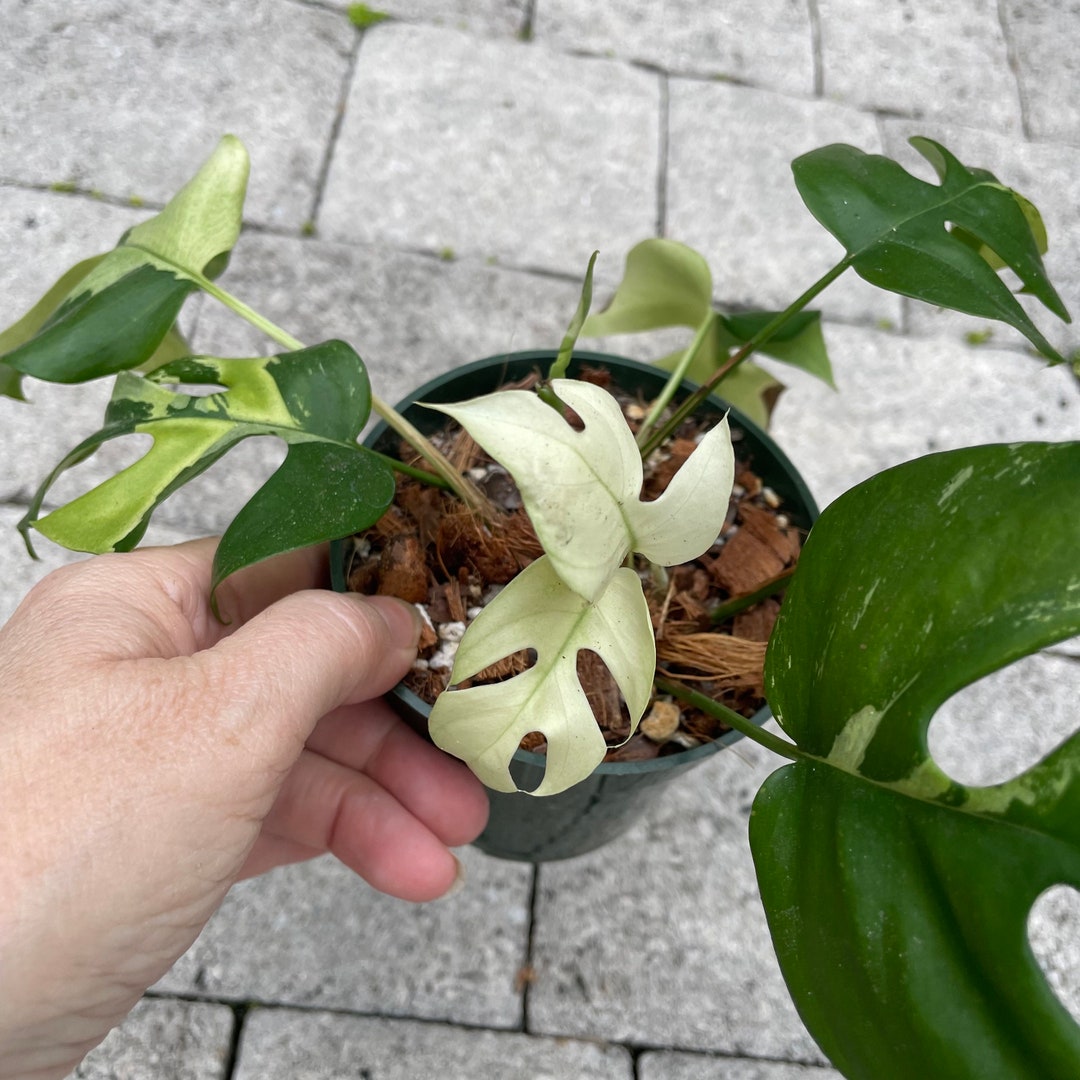 US SELLER | Mini Monstera Rhaphidophora Tetrasperma Variegated ...