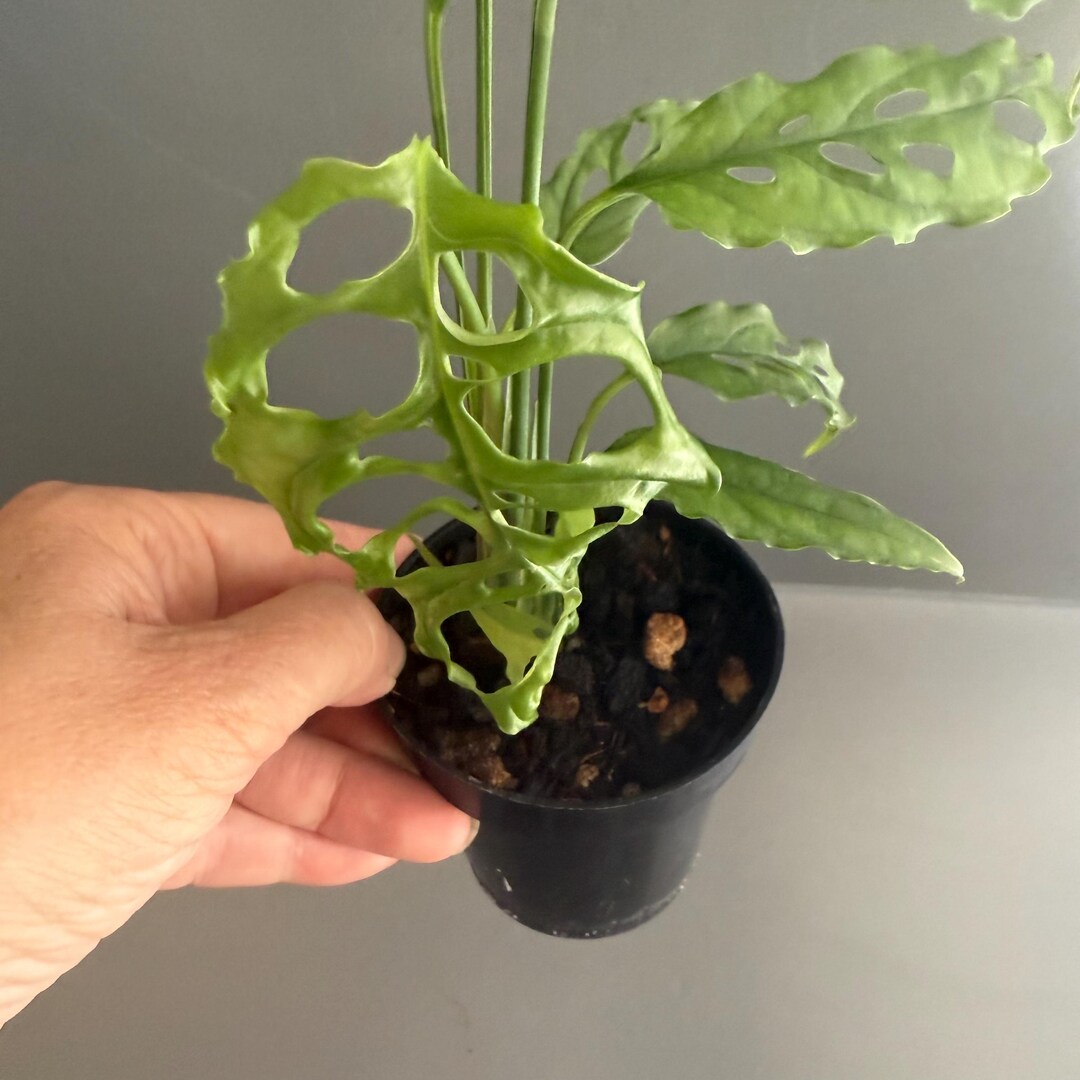 Monstera Obliqua Swiss Cheese Lacey Leaf Plant With New Growth - Etsy