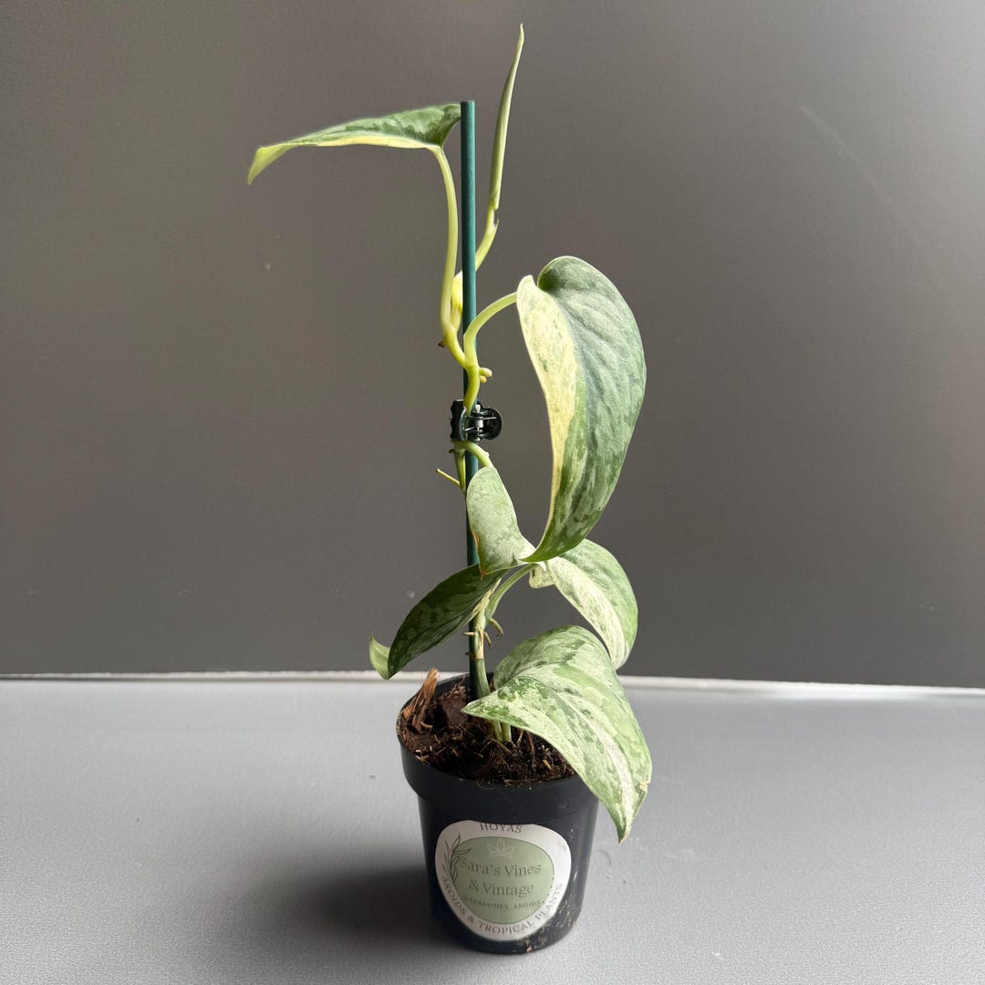 Scindapsus Silver Cloud Variegated Mint House Plant - Etsy