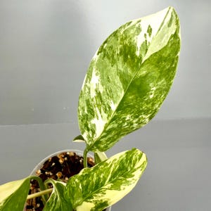RARE Variegated Monstera Lechleriana Variegata Multi-leaf Plant - Etsy